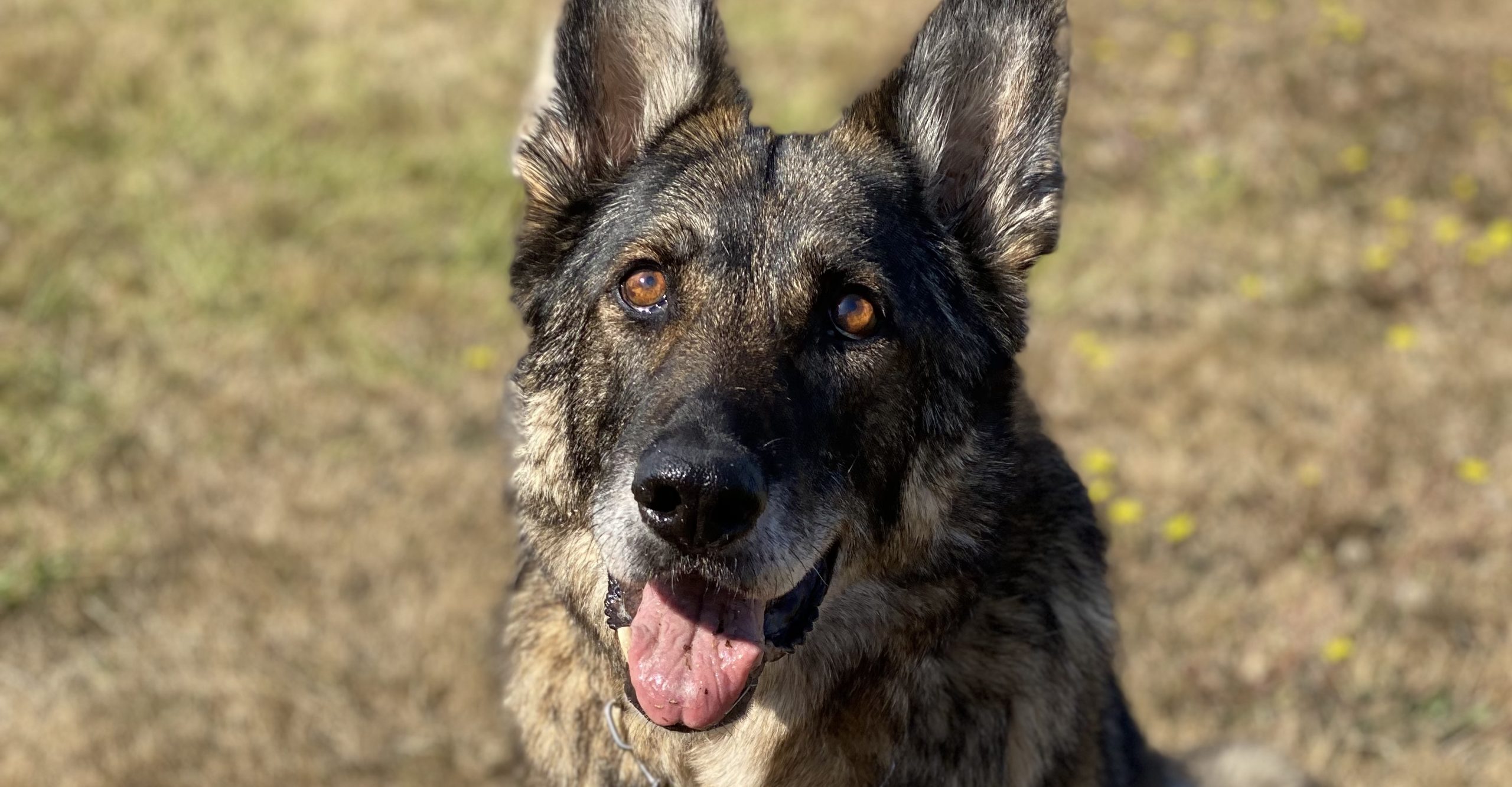 Hooper Needs Your Help – Ned's Wish™