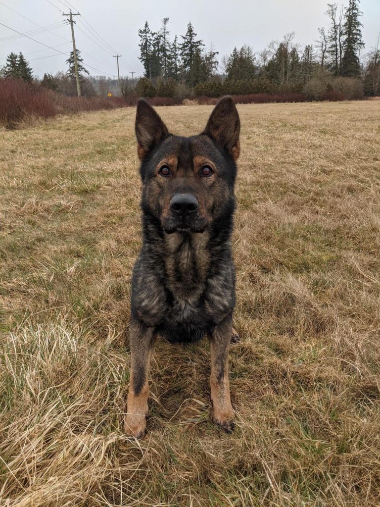 Ned's Wish™ – A Cause for Heroes with Paws™