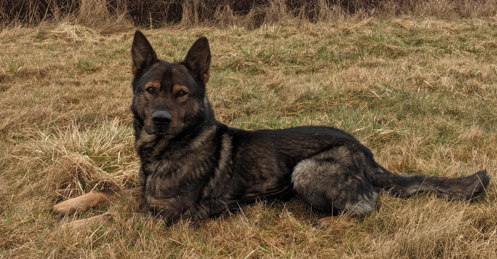 Hooper Needs Your Help – Ned's Wish™